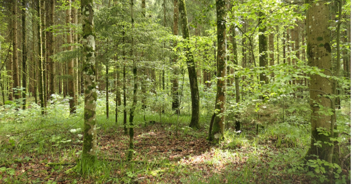 Swiss forests are getting denser